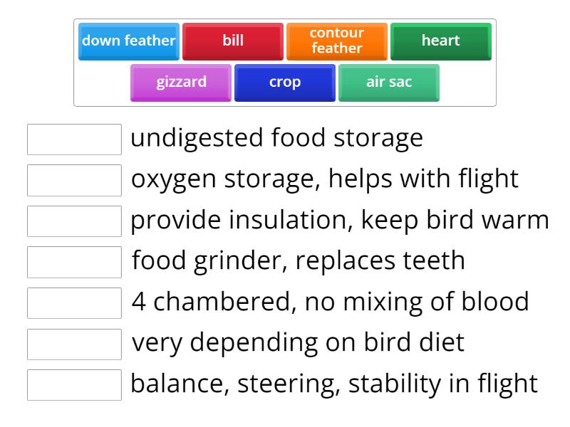 Internal Adaptations - Match up