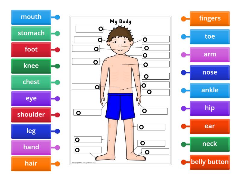 Parts of the body - Labelled diagram