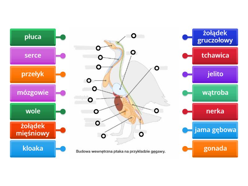 budowa wewnętrzna ptaka - Labelled diagram