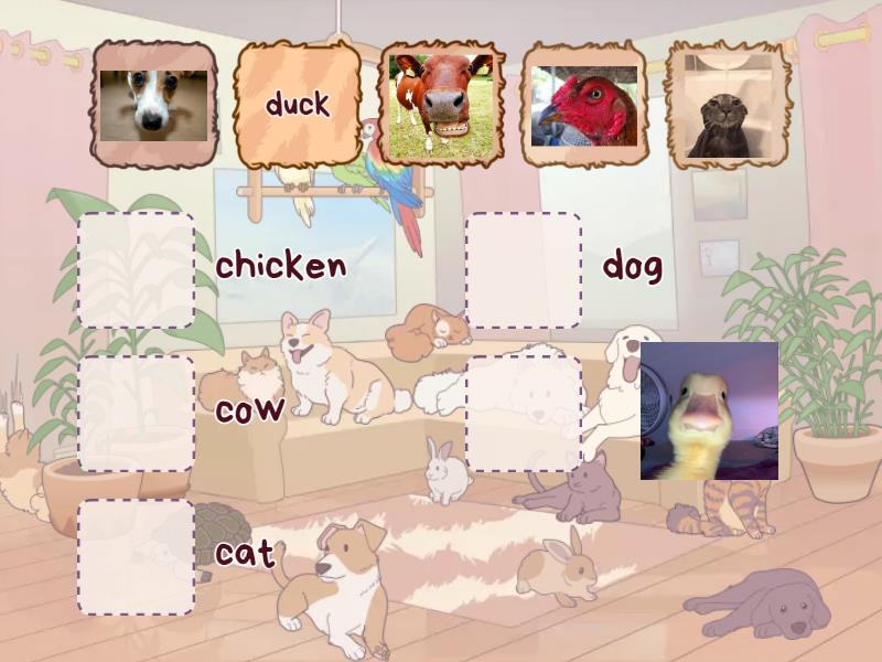 animals - Match up