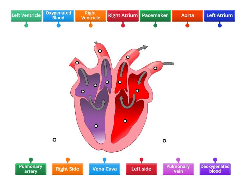 Labelling of the heart - Labelled diagram