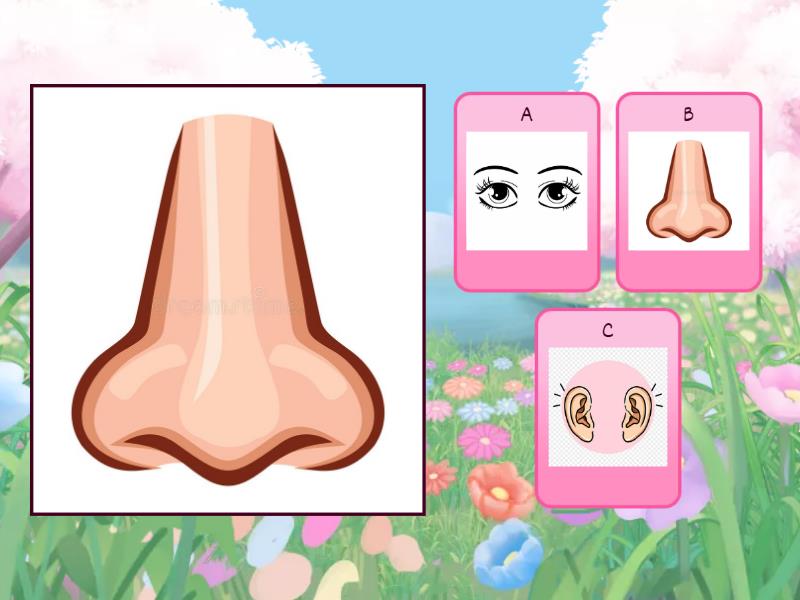 LE PARTI DEL VISO - Quiz