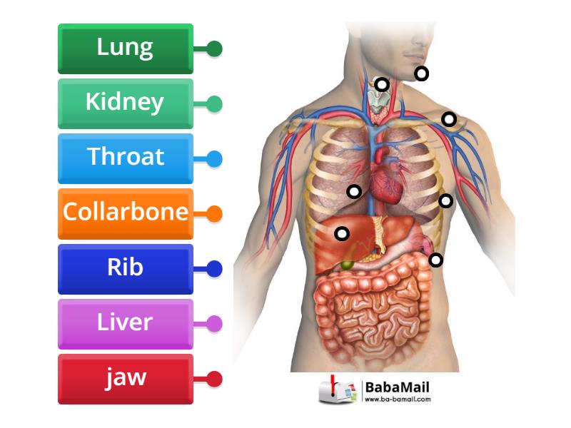 Warm up: Internal Organs - Labelled diagram