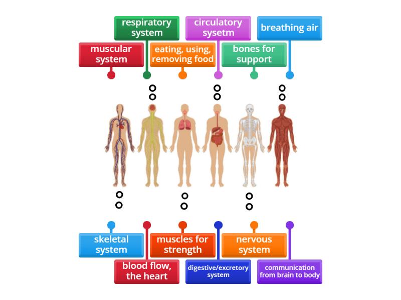 Systems of the Human Body - Labelled diagram