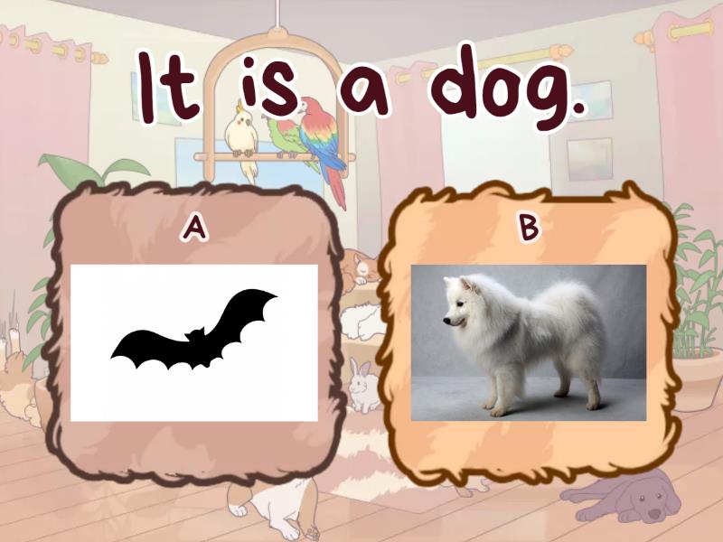 dog/cat/rat/bat/red/black/bed reading - Quiz