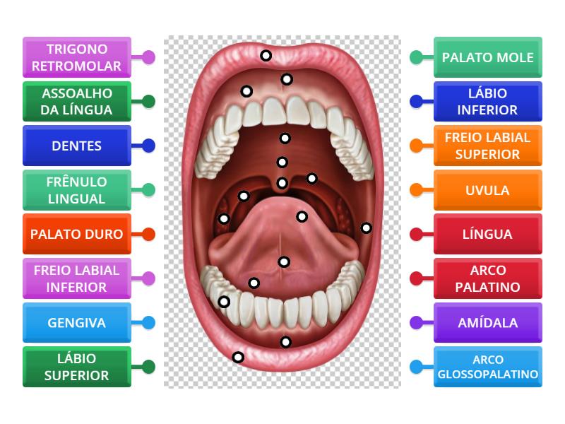 PARTES DA CAVIDADE ORAL - Labelled diagram