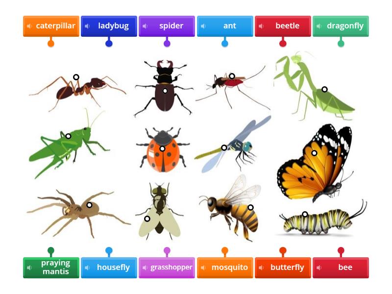 Bugs and Insects Vocabulary - Labelled diagram