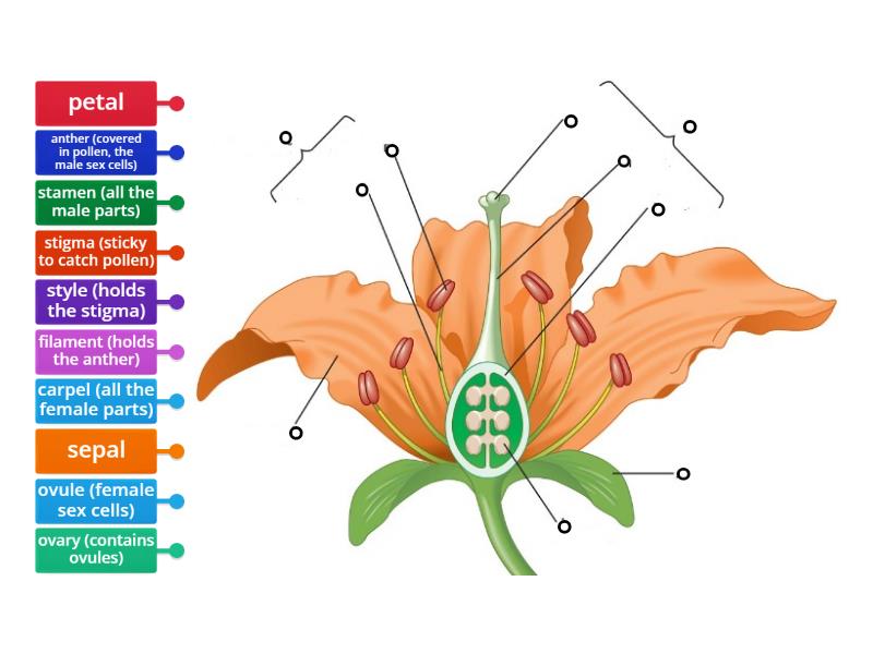 Parts of a flower - Labelled diagram