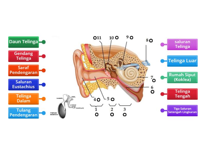 BAGIAN TELINGA - Labelled diagram