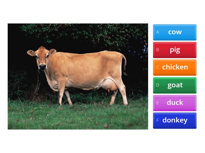 Farm Animals - Quiz