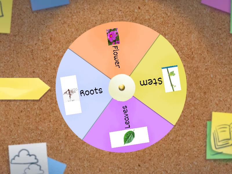 Parts of the flower - Spin the wheel