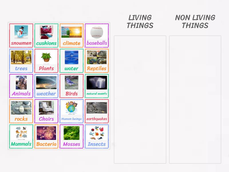 IDENTIFY LIVING & NON LIVING THINGS - Group sort