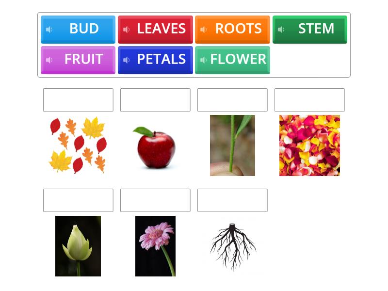 PARTS OF A PLANT - EASY - Match up