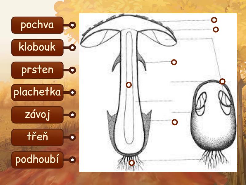 Stavba houby - Diagrama con etiquetas