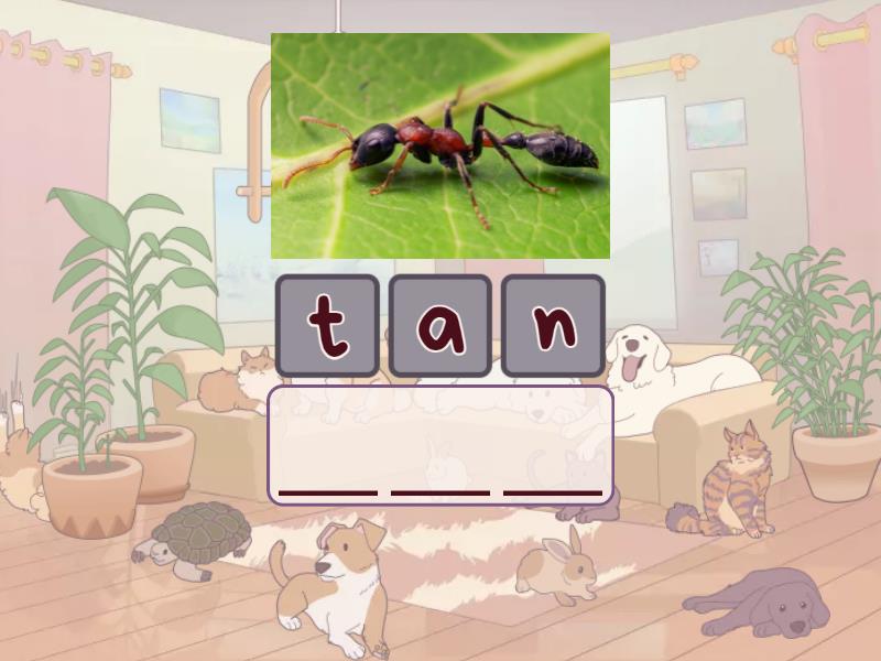 Spotlight 2 ABC s - Anagram