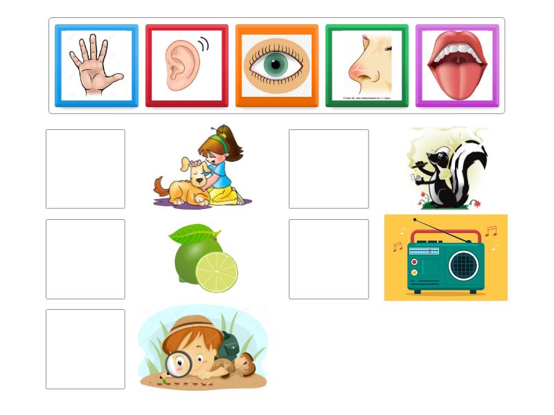 Los cinco sentidos - Match up