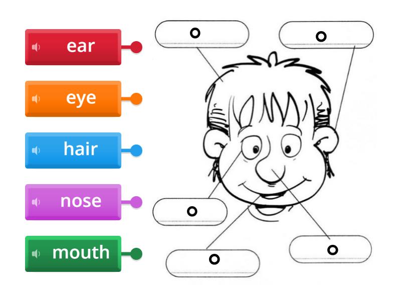 Face - Labelled diagram
