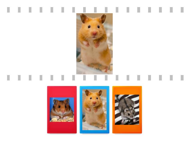 hamster dash - Find the match