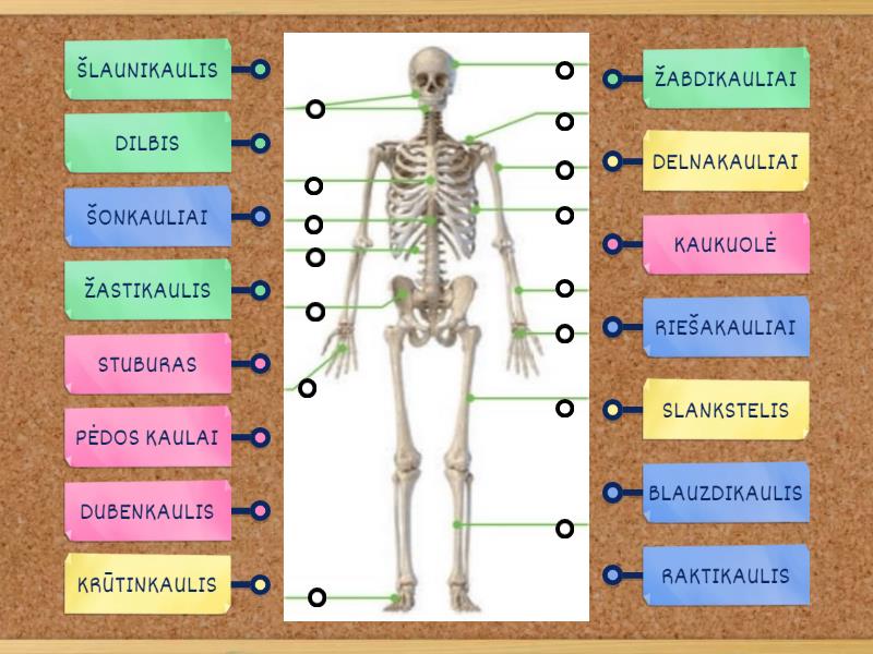 ŽMOGAUS GRIAUČIŲ DETALIAU - Labelled diagram