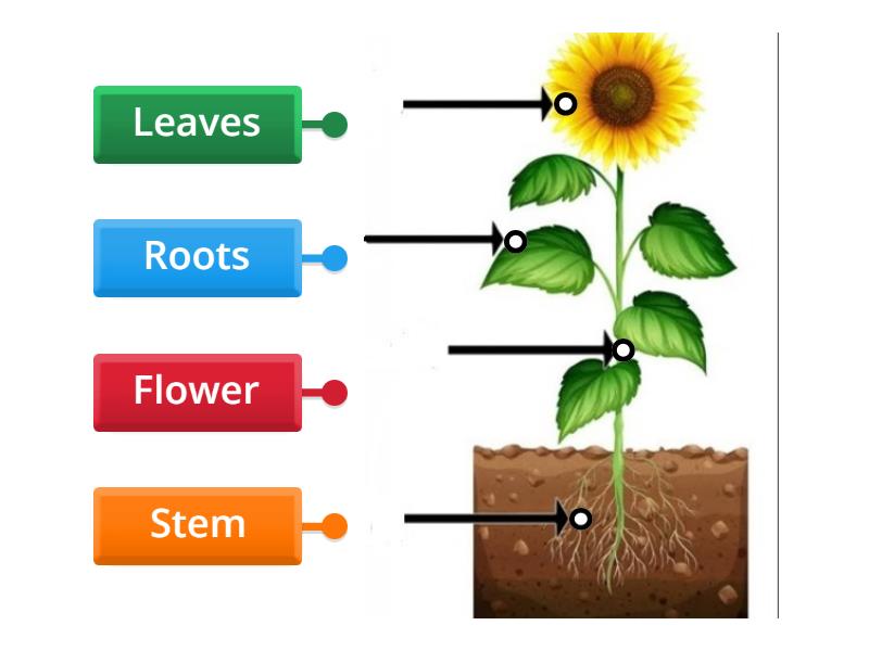 plant needs - Labelled diagram