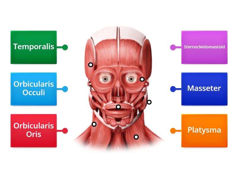 Facial Muscles - Labelled diagram