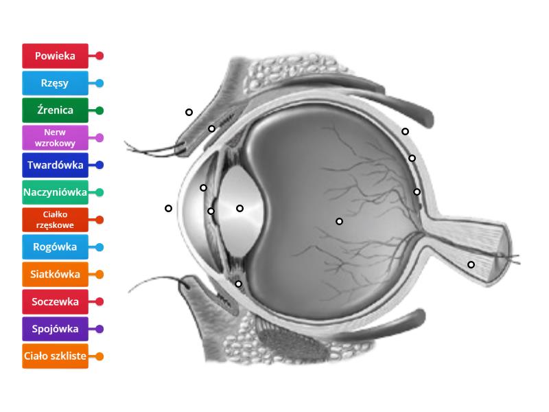 Budowa oka. Klasa 7. - Imagem com legenda