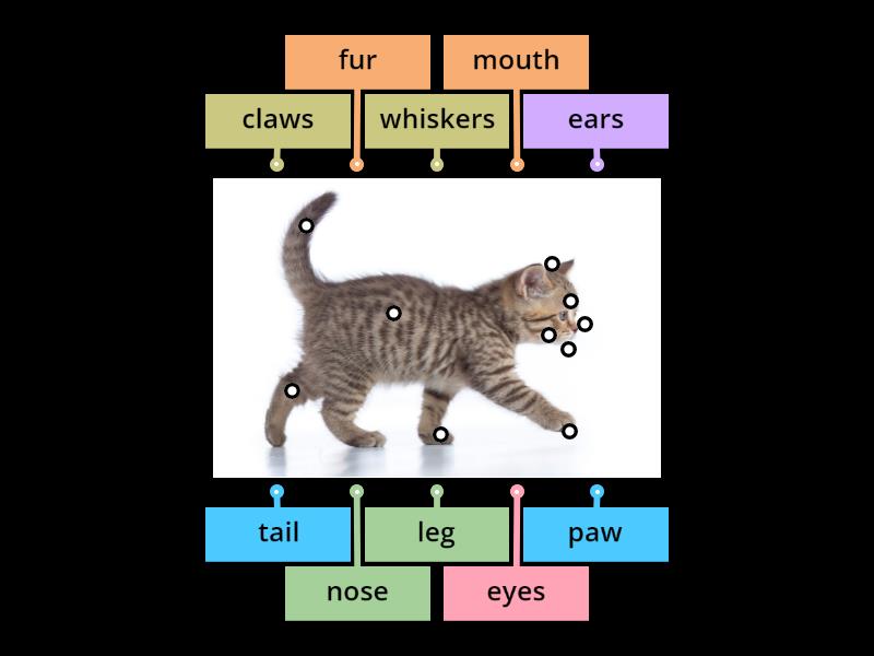 CATS' DAY - body parts - Labelled diagram
