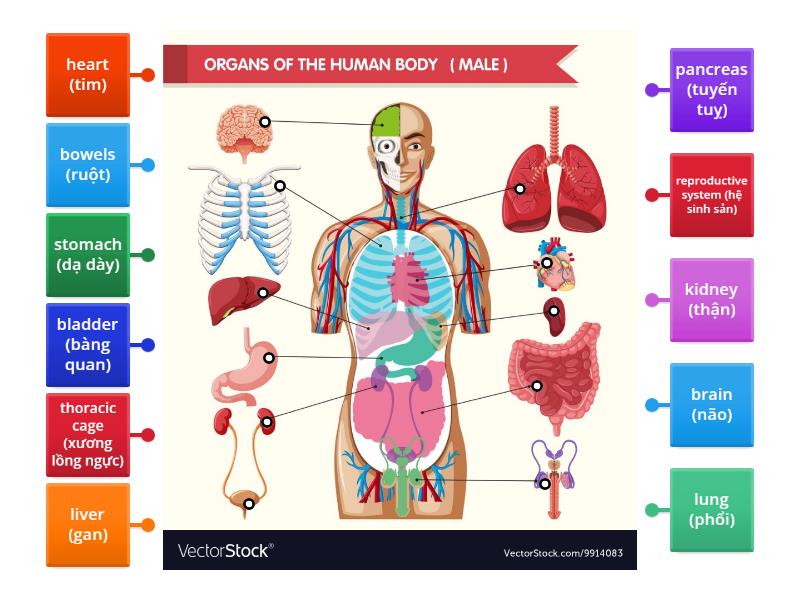 Organ of the human body - Labelled diagram