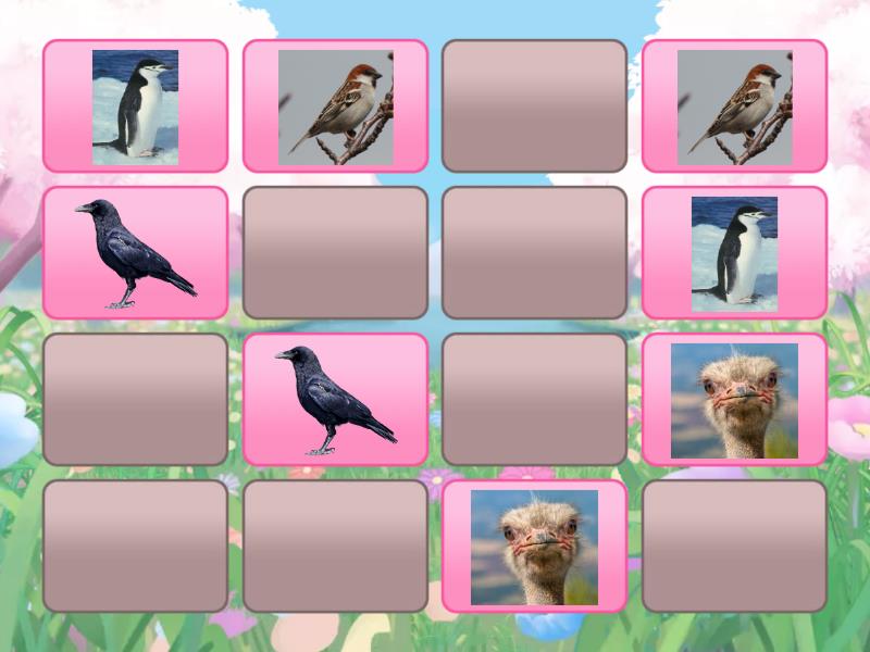Classification - Birds (Memory Game) - Matching pairs