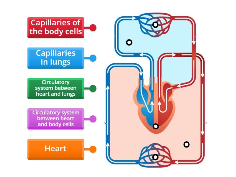 Parts of the double circulatory system - Labelled diagram