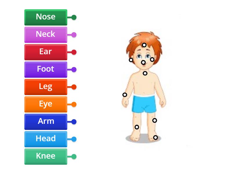Body Parts Labelling - Labelled diagram