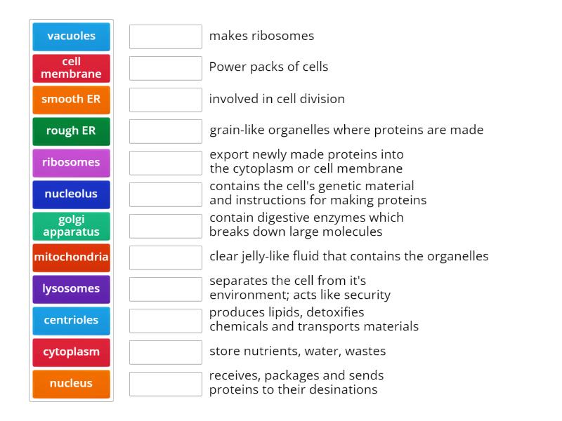 Animal Cell Organelles - Match up