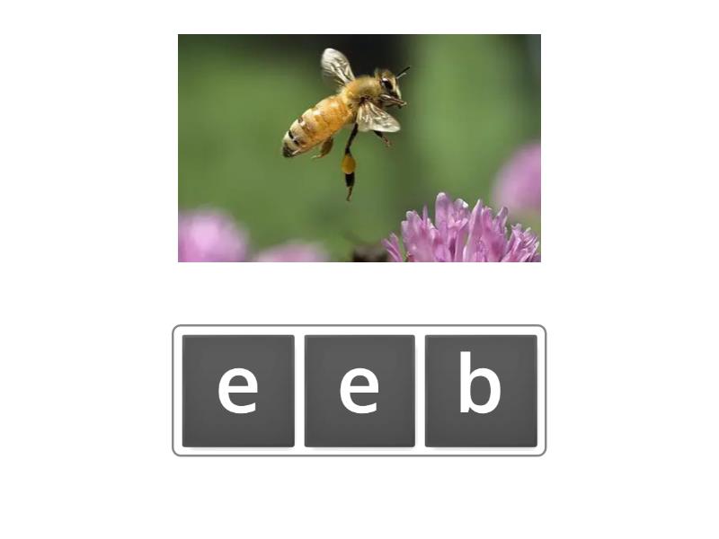 insects - Anagram