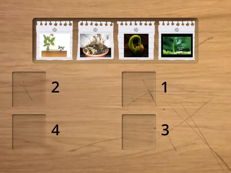 Ciclo de vida de las plantas - Match up