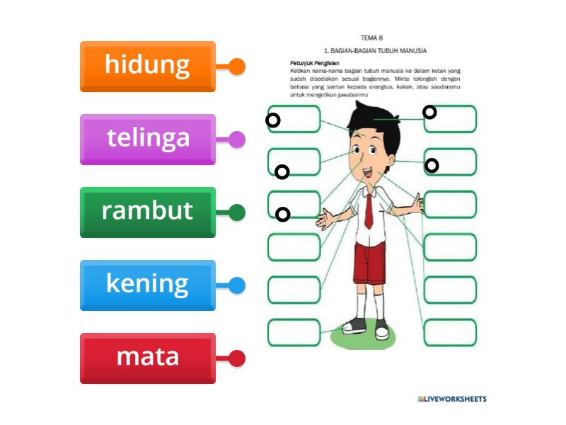 Anggota Tubuh - Labelled diagram