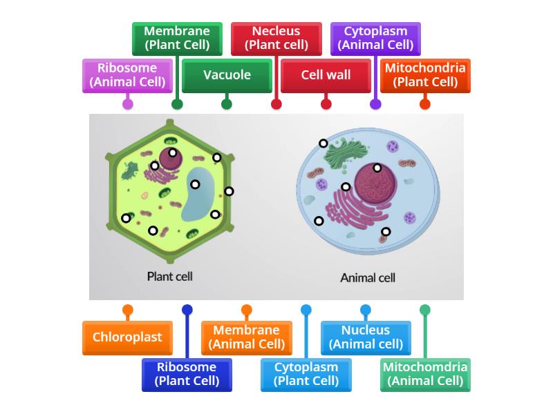 Plant Cell vs Animal Cell - Labelled diagram