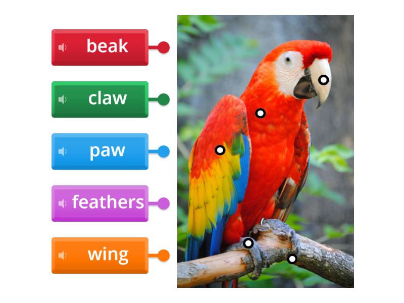 Way Ahed 1 Unit 14 (a bird) - Labelled diagram