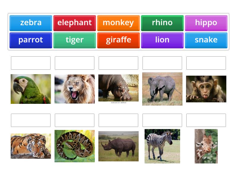wild animals - Match up