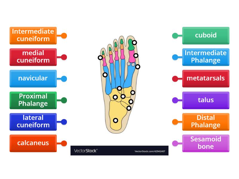 Diagram of the foot - Labelled diagram