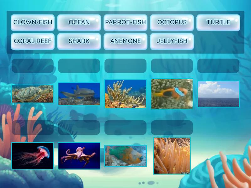 CORAL REEF - VOCABULARY - JUNIOR - Match up
