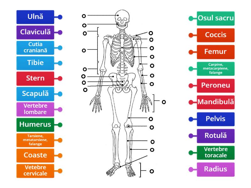 Sistemul osos - Diagramă etichetată