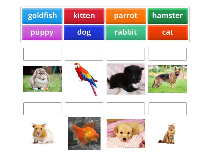 Pets vocabulary Forward 3 Module 20 - Match up