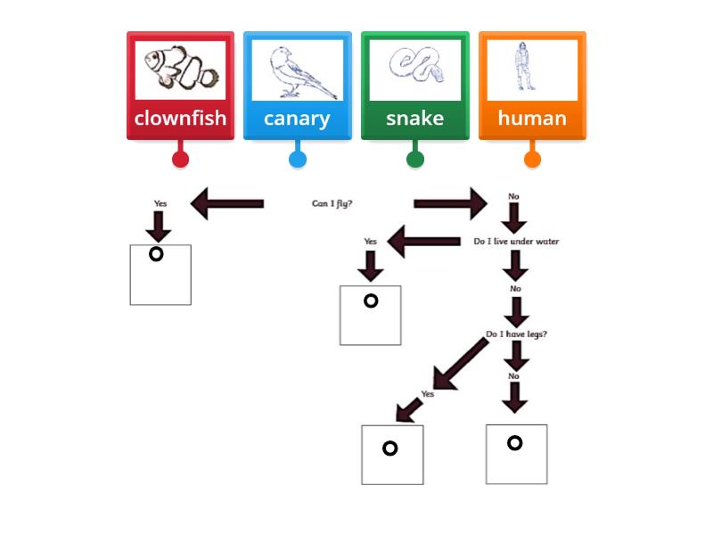 Identification Key - Labelled diagram