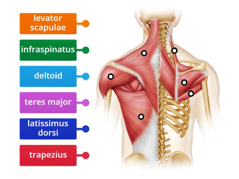 Muscles of Posterior Shoulder - Labelled diagram