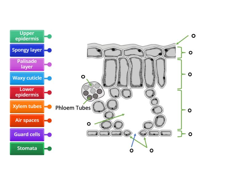 Leaf structure - Labelled diagram