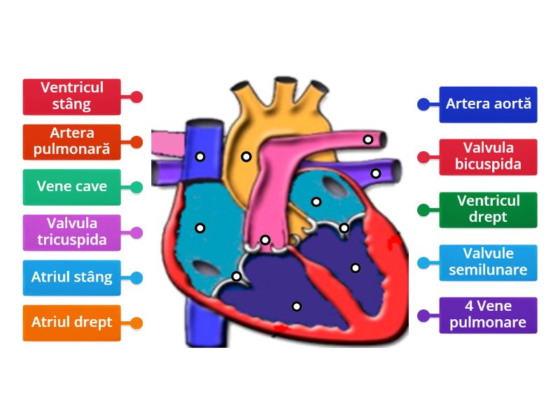Inima la om - Diagrama con etiquetas