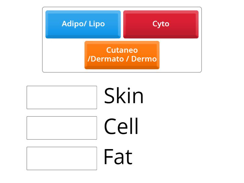 Integumentary System - Match up