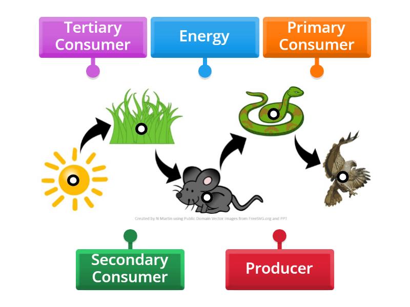 food chain 3 - Labelled diagram