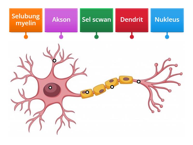 Neuron task 1 - Labelled diagram