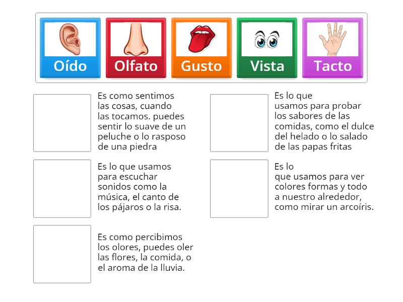 Los 5 sentidos del cuerpo humano - Match up